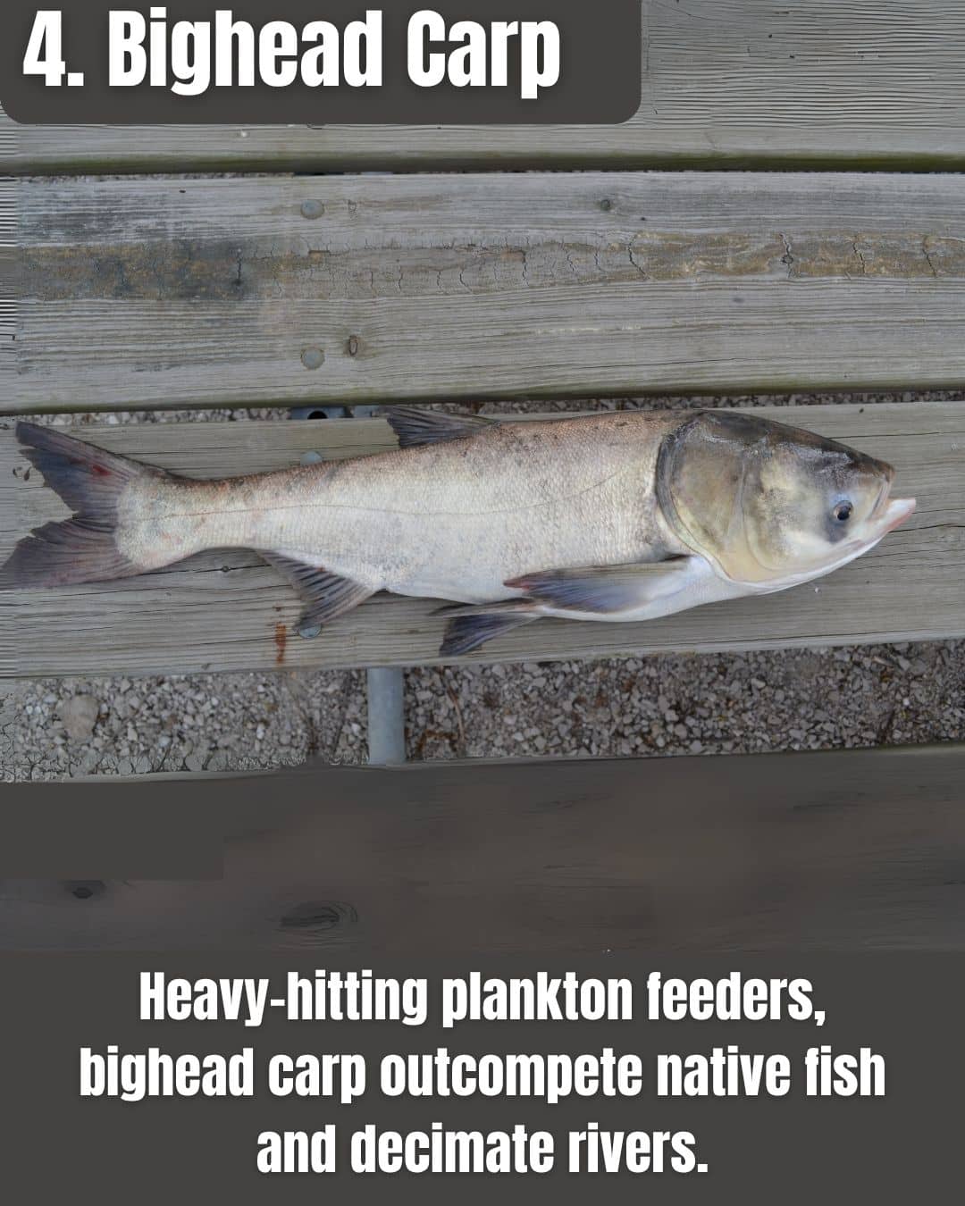 Nature's Most Wanted: Tennessee's Top 25 Most Invasive Species - GFL ...