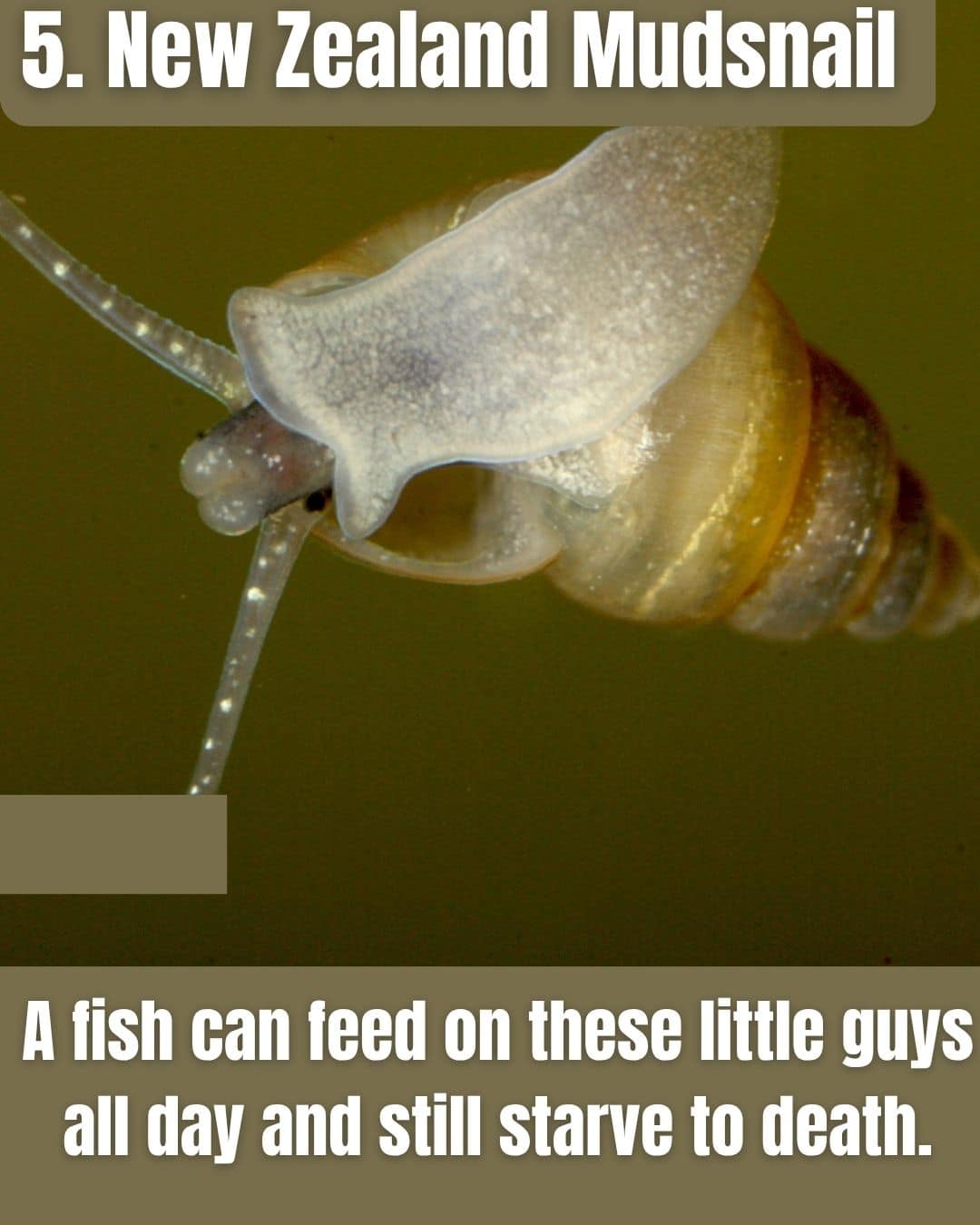 Nature’s Most Wanted: Tennessee’s Top 25 Most Invasive Species – GFL ...