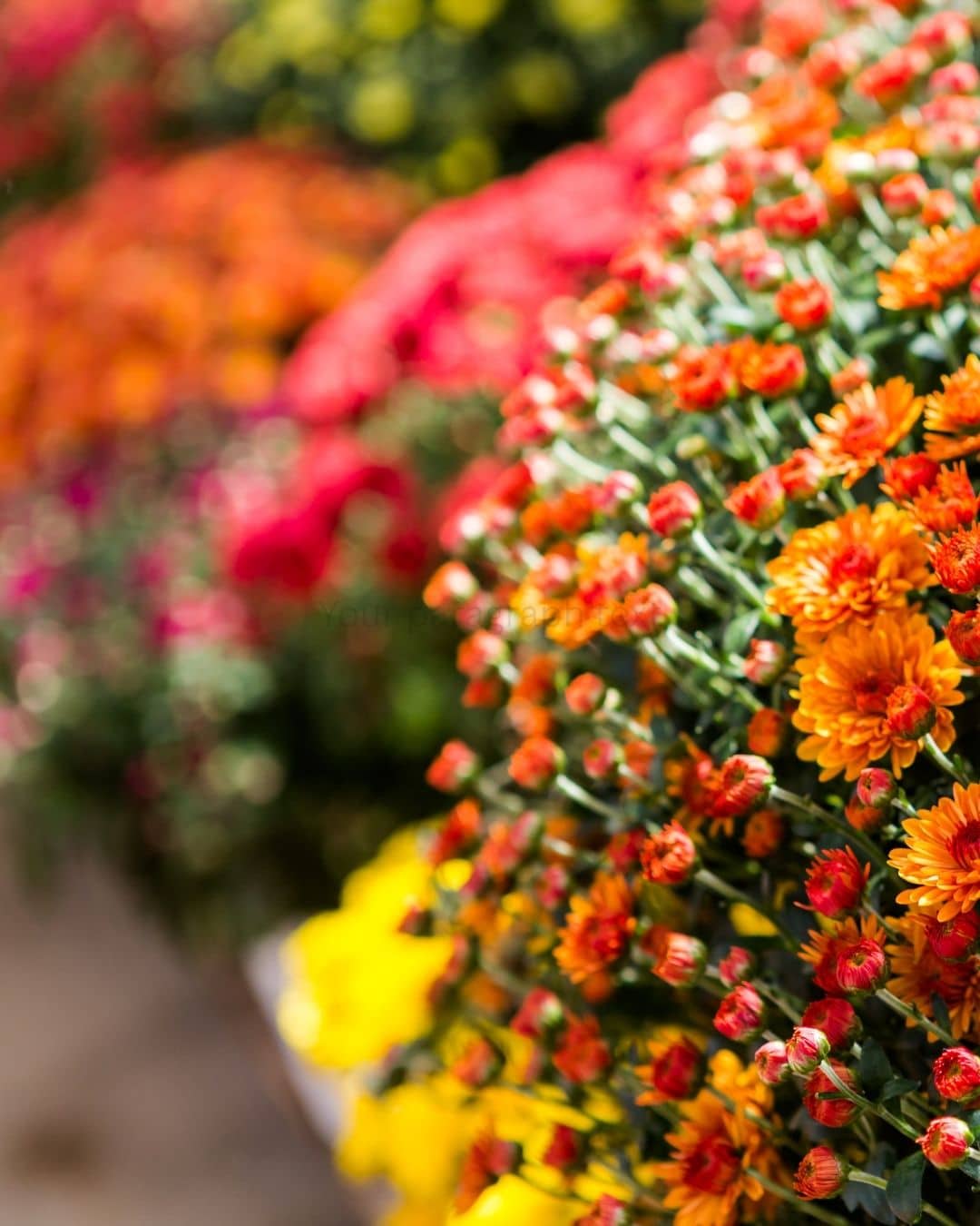 25 Virginia Plants to Plant Today for a Burst of Fall Color – GFL Outdoors