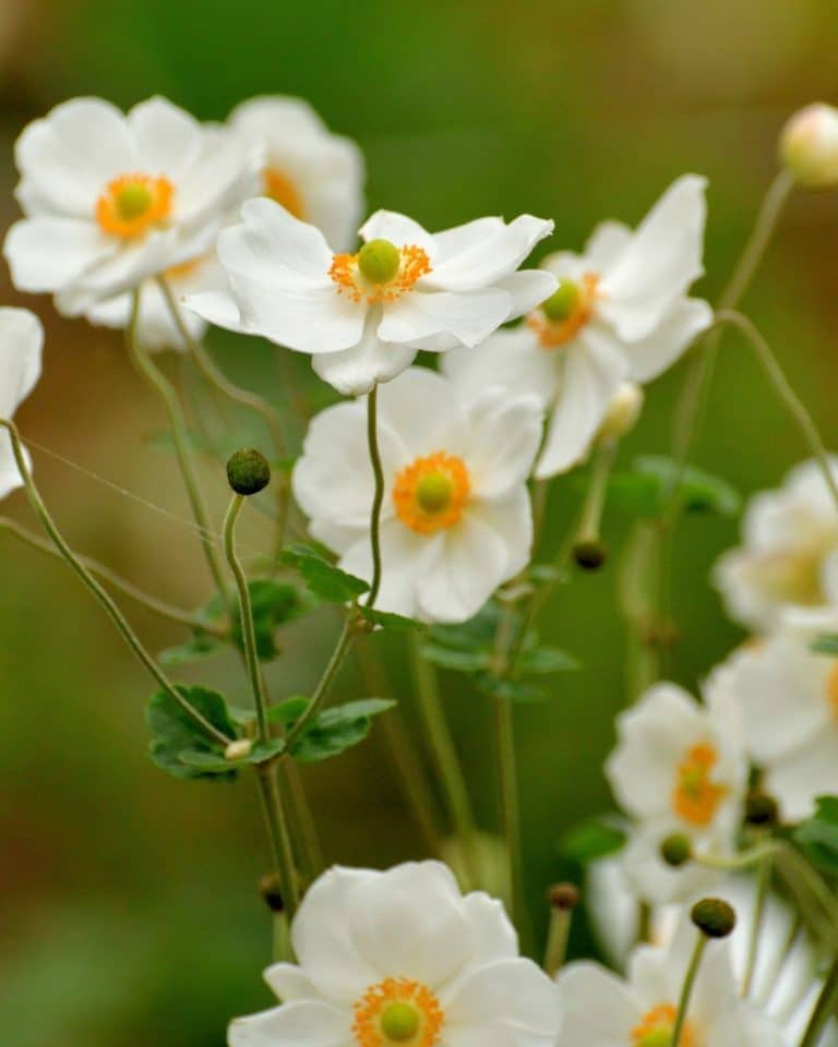 25 Virginia Plants to Plant Today for a Burst of Fall Color – GFL Outdoors