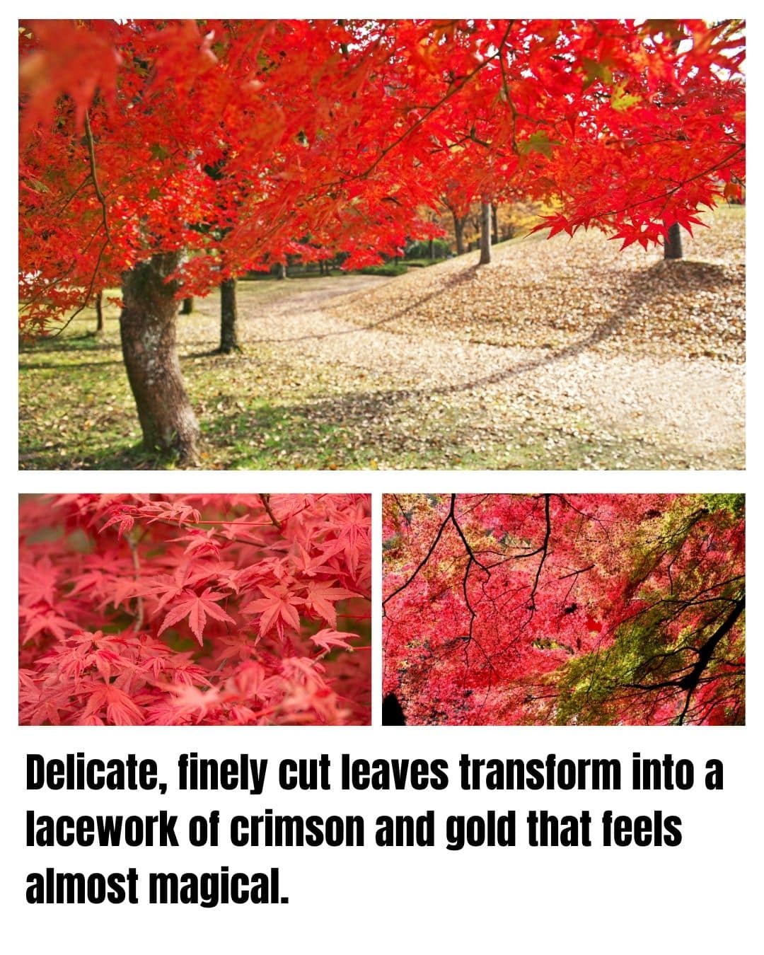21 Trees That Put on the Best Fall Color (And Where to Plant Them ...