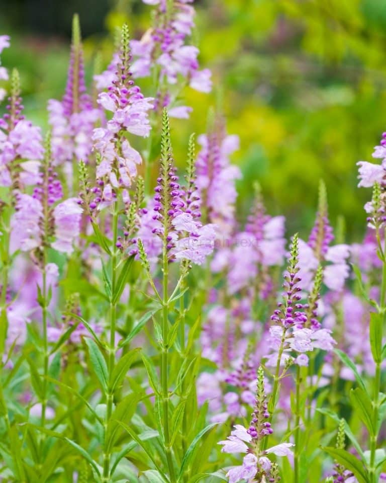 25 Virginia Plants to Plant Today for a Burst of Fall Color – GFL Outdoors