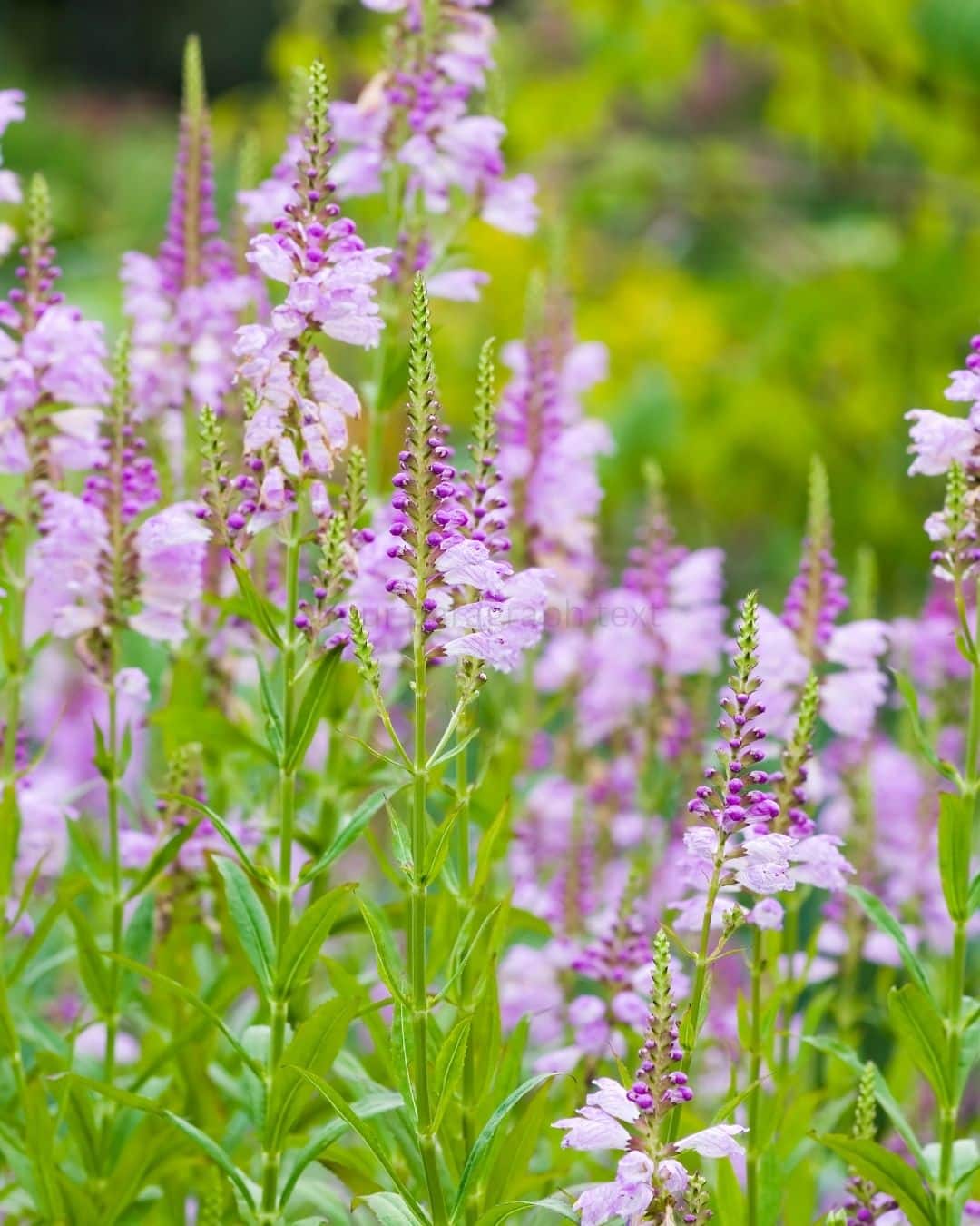 25 Virginia Plants to Plant Today for a Burst of Fall Color – GFL Outdoors
