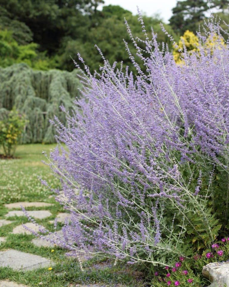 25 Virginia Plants to Plant Today for a Burst of Fall Color – GFL Outdoors