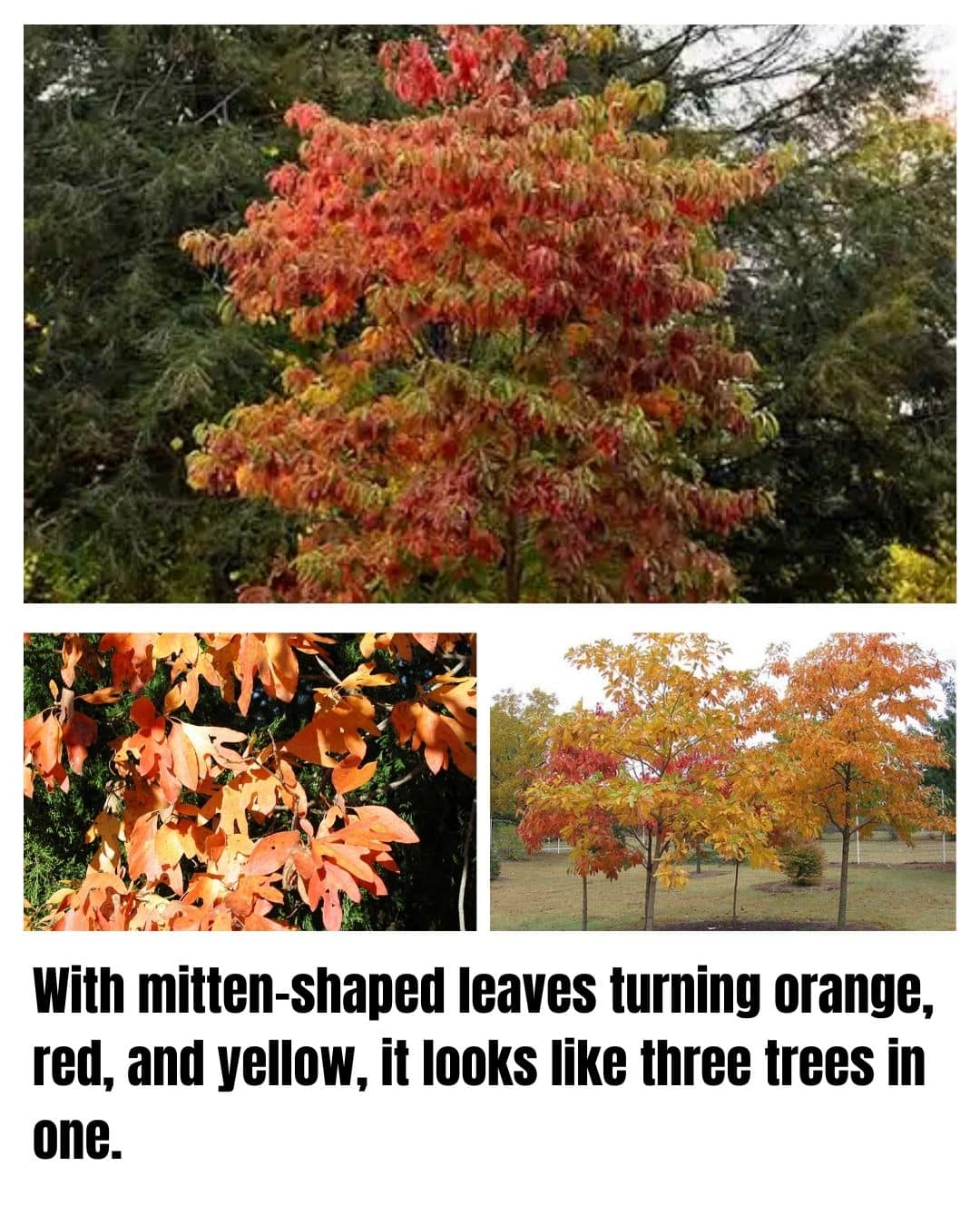 21 Trees That Put on the Best Fall Color (And Where to Plant Them ...