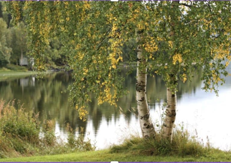 21 Trees That Put on the Best Fall Color (And Where to Plant Them ...