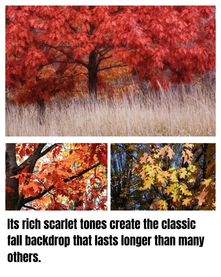 21 Trees That Put on the Best Fall Color (And Where to Plant Them ...