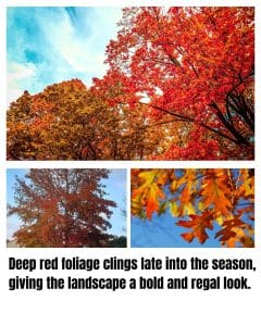 21 Trees That Put on the Best Fall Color (And Where to Plant Them ...