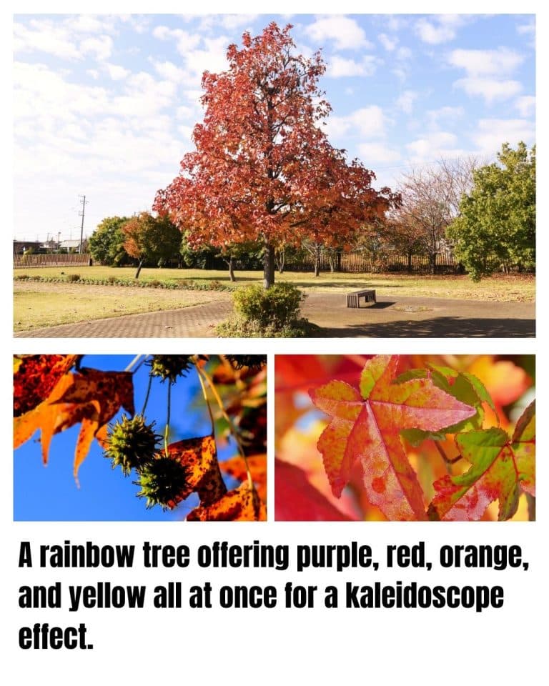 21 Trees That Put on the Best Fall Color (And Where to Plant Them ...