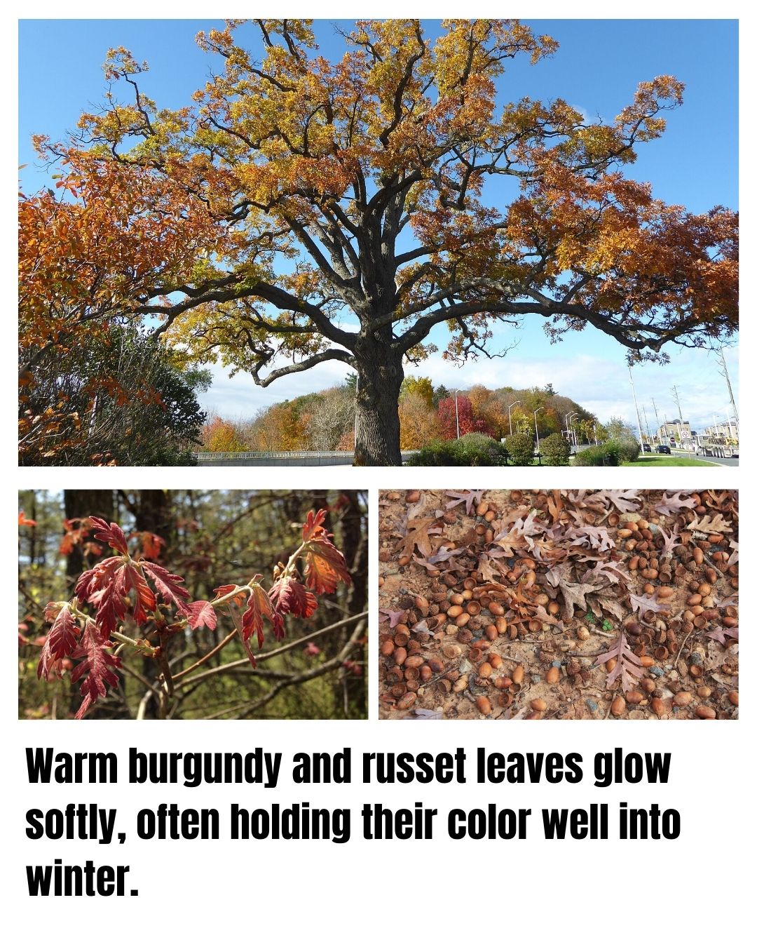 21 Trees That Put on the Best Fall Color (And Where to Plant Them ...