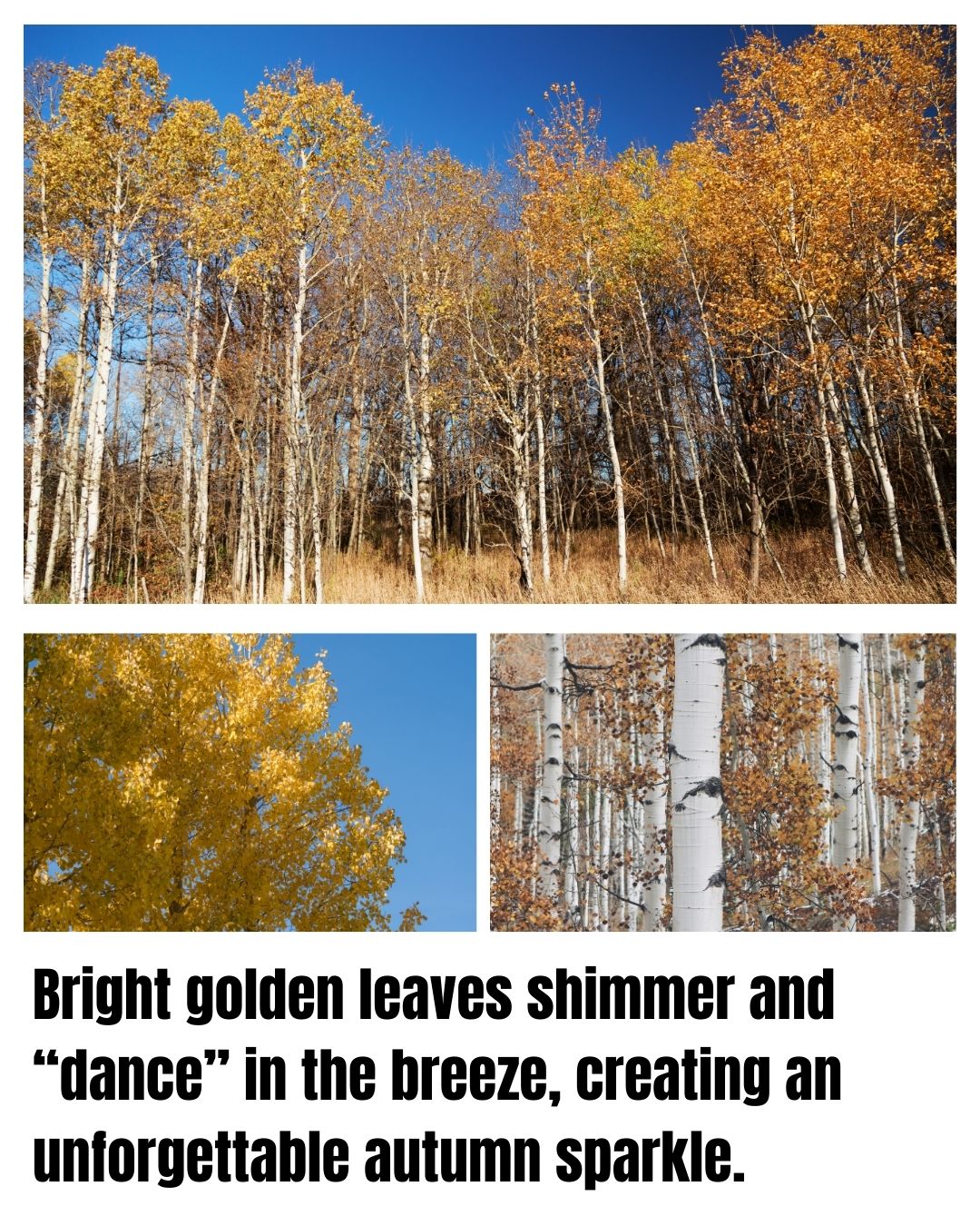 21 Trees That Put on the Best Fall Color (And Where to Plant Them ...
