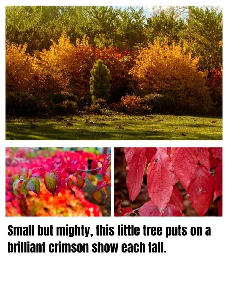 21 Trees That Put on the Best Fall Color (And Where to Plant Them ...