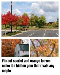 21 Trees That Put on the Best Fall Color (And Where to Plant Them ...