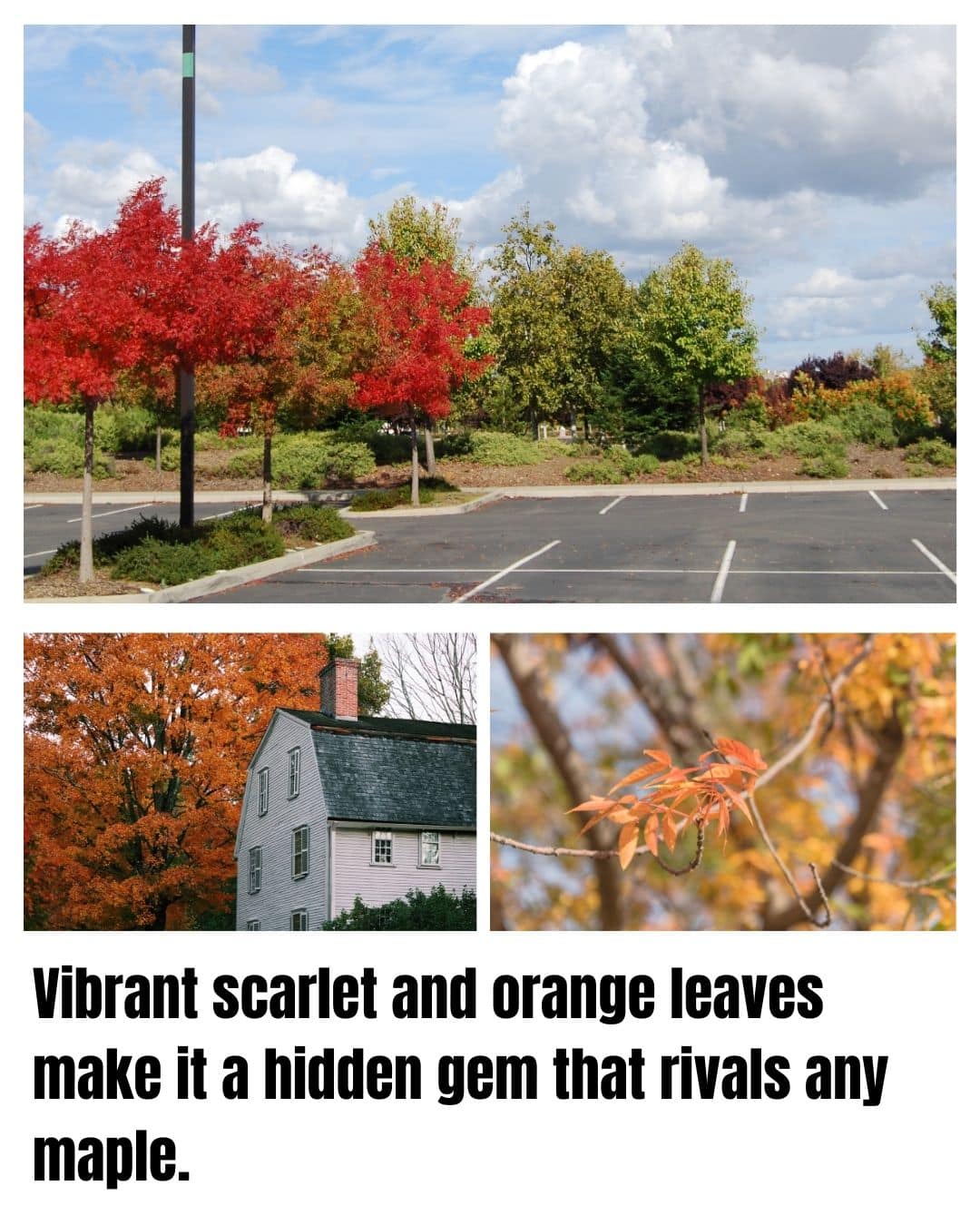 21 Trees That Put on the Best Fall Color (And Where to Plant Them ...