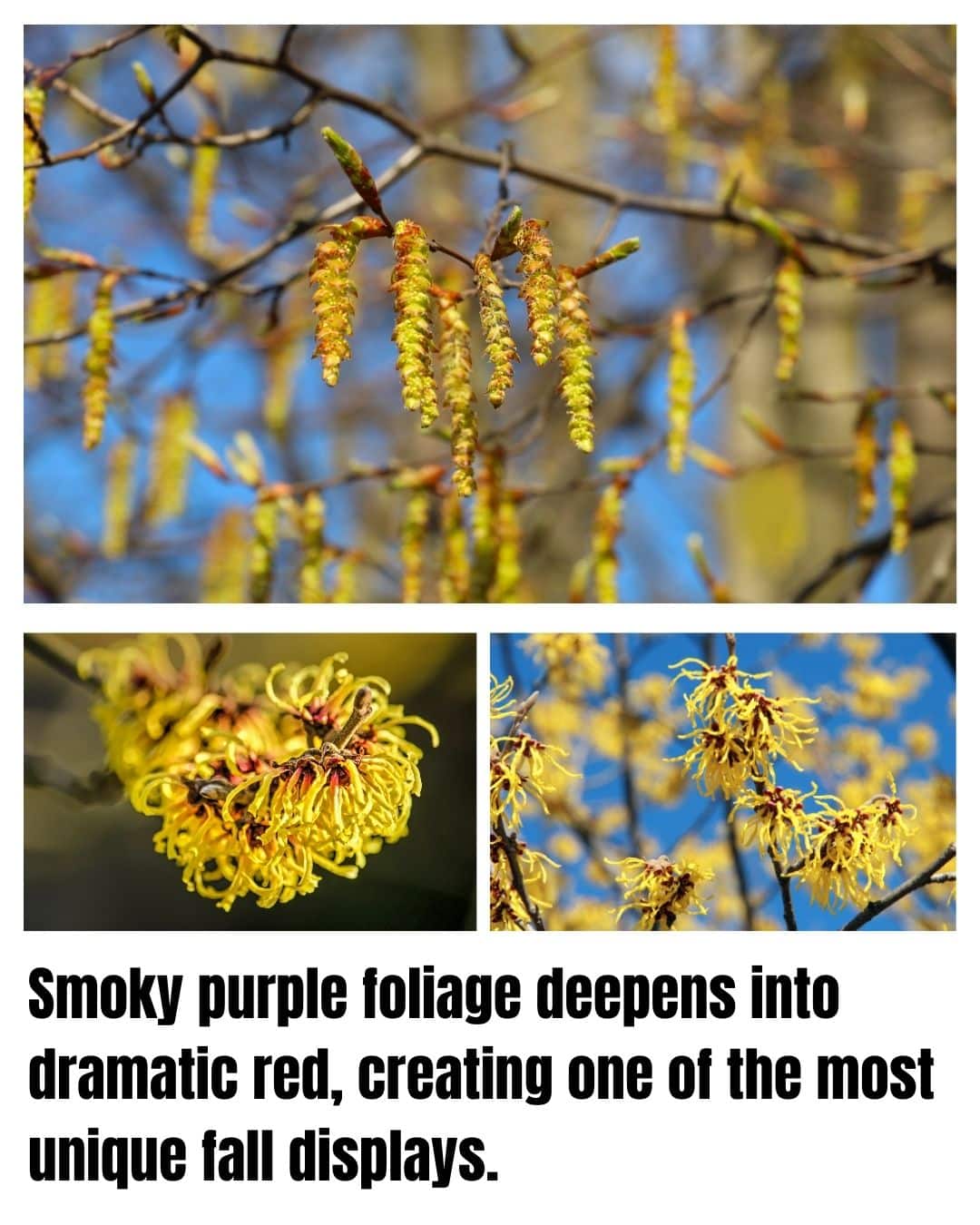 21 Trees That Put on the Best Fall Color (And Where to Plant Them ...