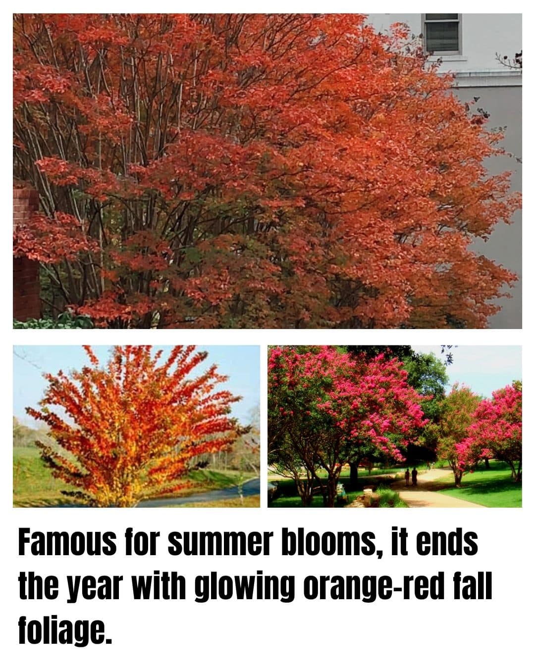 21 Trees That Put on the Best Fall Color (And Where to Plant Them ...