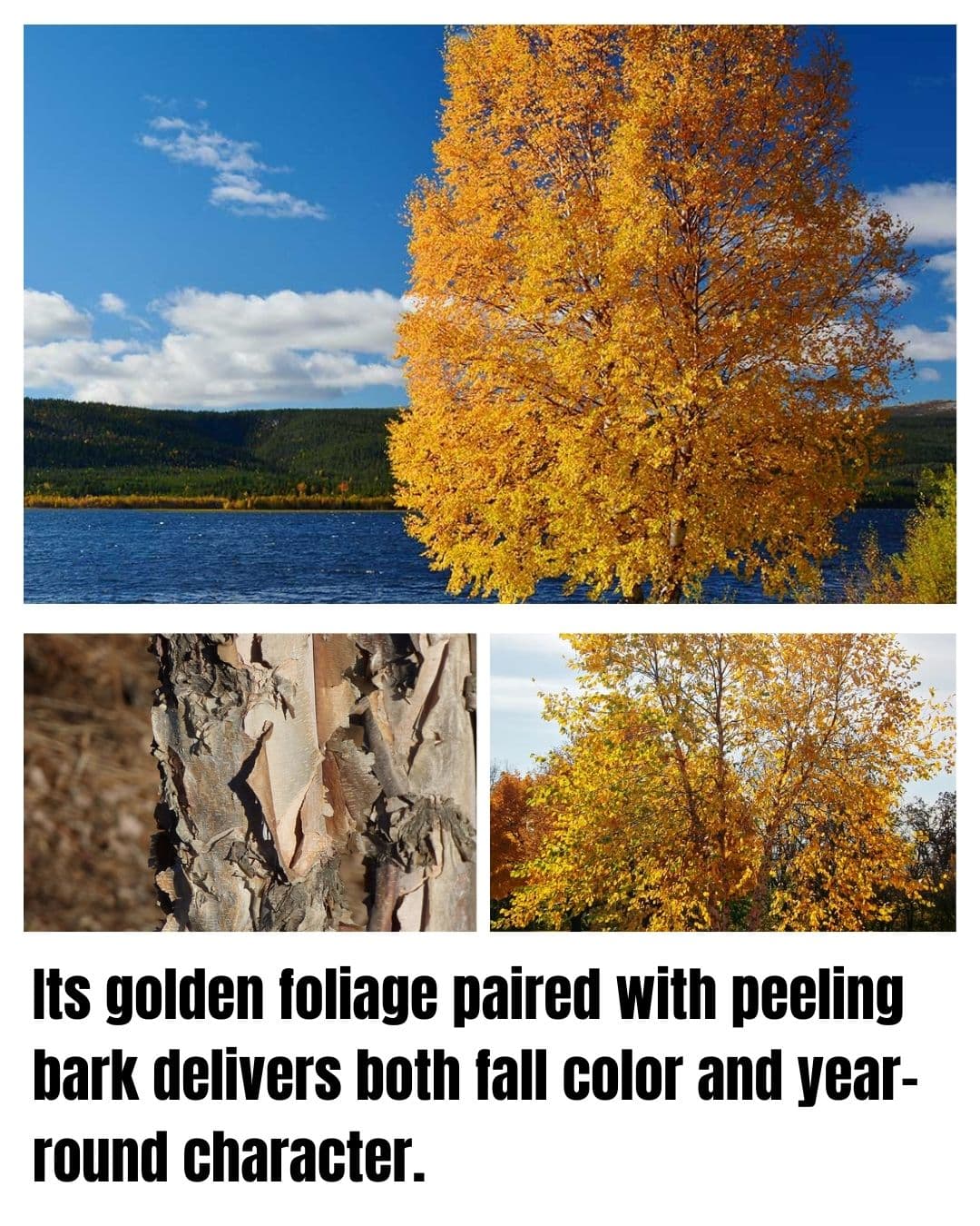 21 Trees That Put on the Best Fall Color (And Where to Plant Them ...