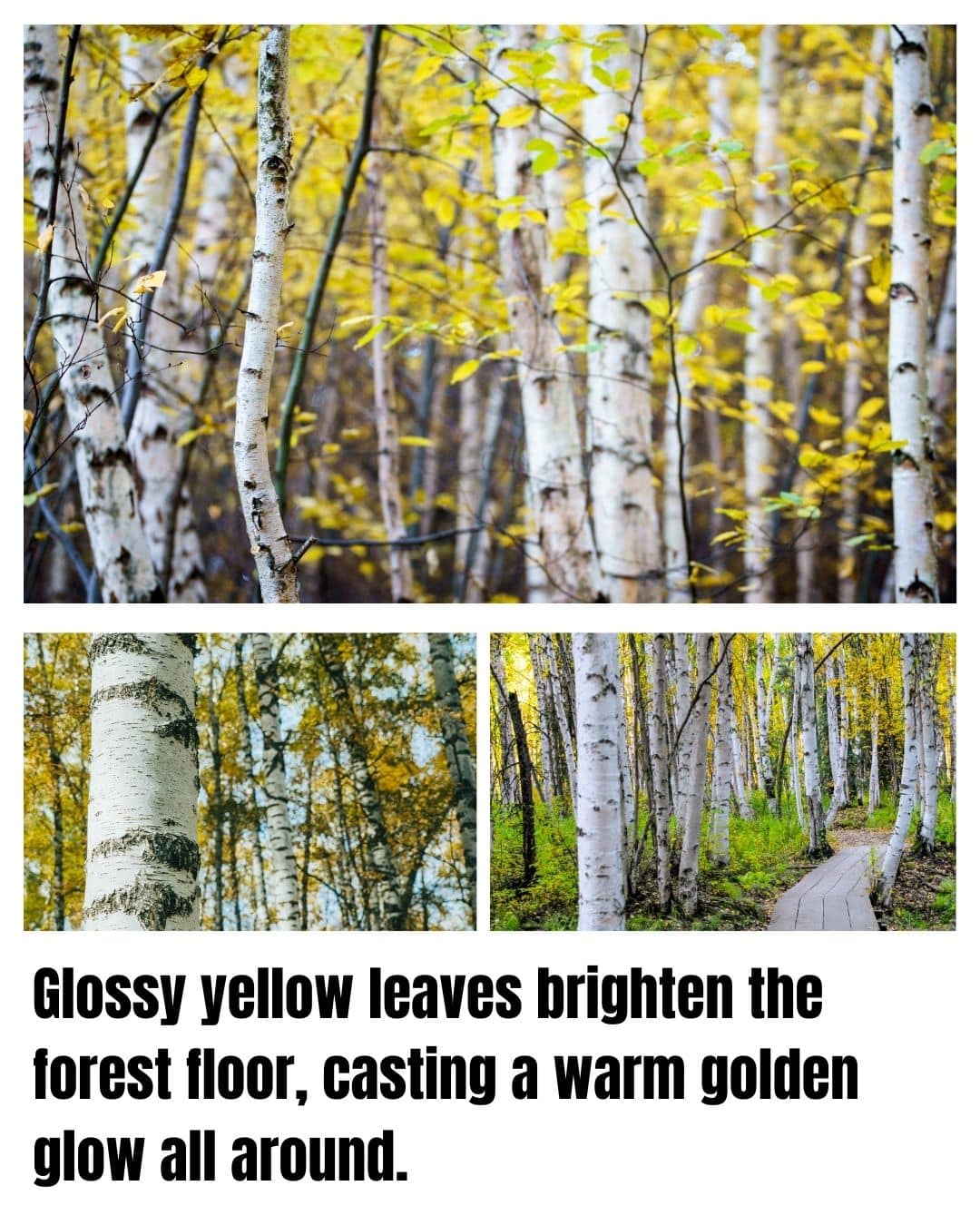 21 Trees That Put on the Best Fall Color (And Where to Plant Them ...