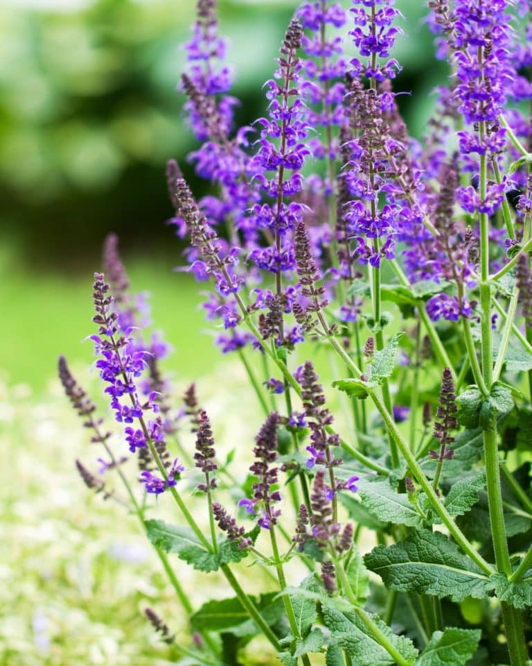 Tired of Mums? These 15 Flowers Bloom All Fall 🍂 – GFL Outdoors