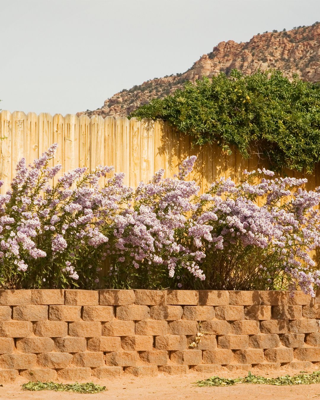 Tired of Mums? These 15 Flowers Bloom All Fall 🍂 – GFL Outdoors