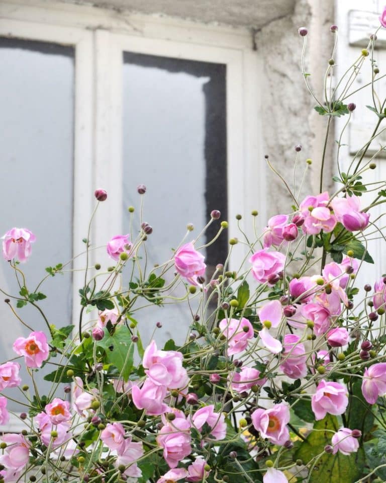 Tired of Mums? These 15 Flowers Bloom All Fall 🍂 – GFL Outdoors