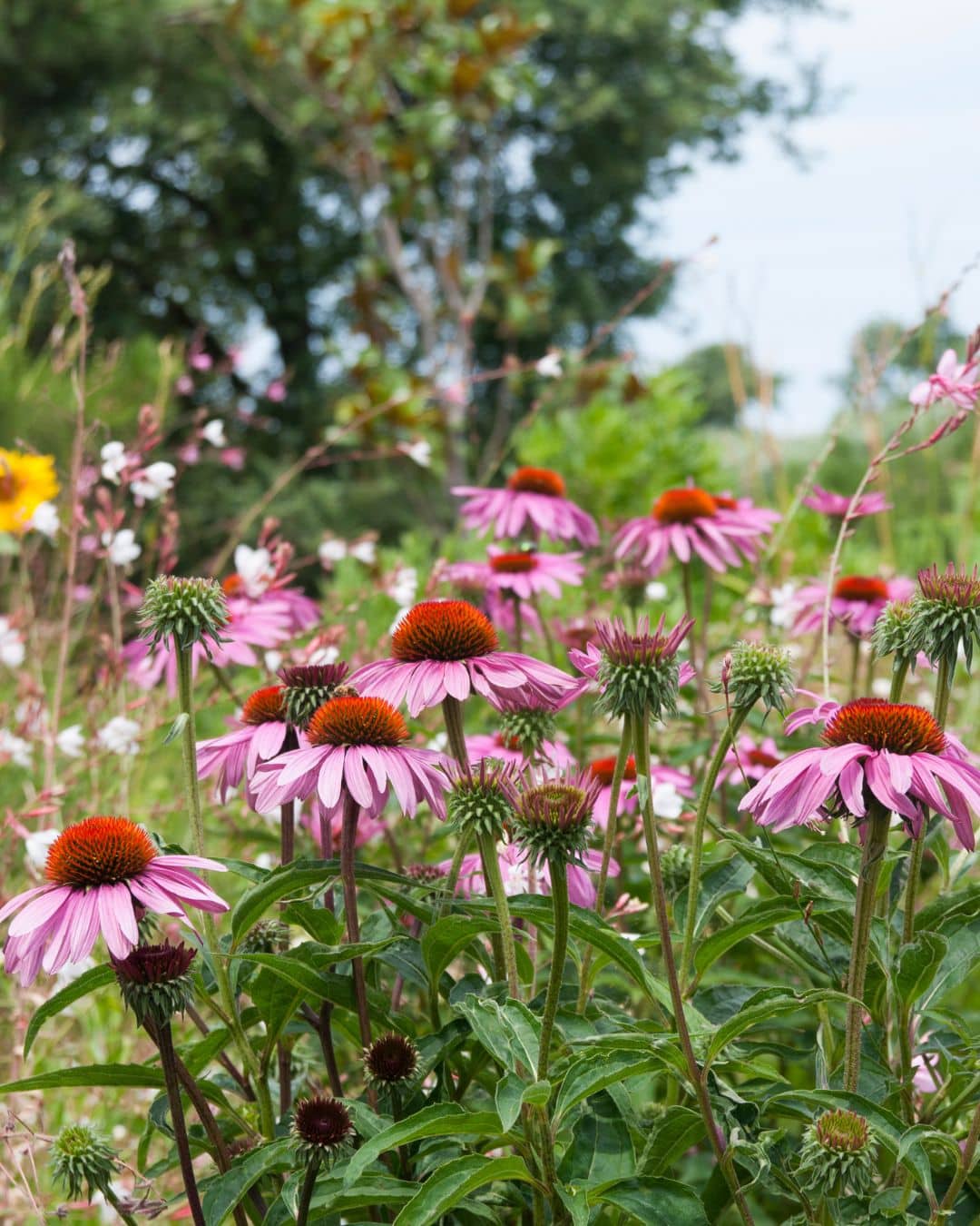 Tired of Mums? These 15 Flowers Bloom All Fall 🍂 – GFL Outdoors