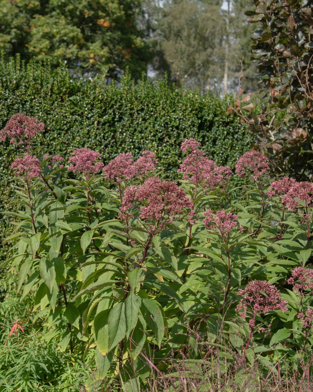 Tired of Mums? These 15 Flowers Bloom All Fall 🍂 – GFL Outdoors