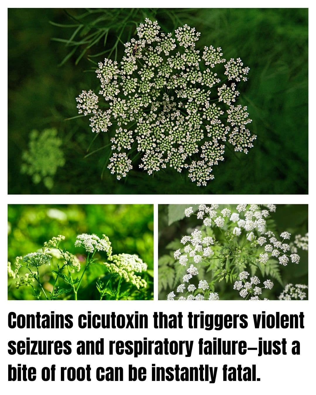 The 20 Most Toxic Plants Hiding in American Backyards - GFL Outdoors