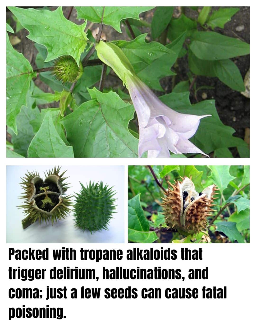 The 20 Most Toxic Plants Hiding in American Backyards – GFL Outdoors