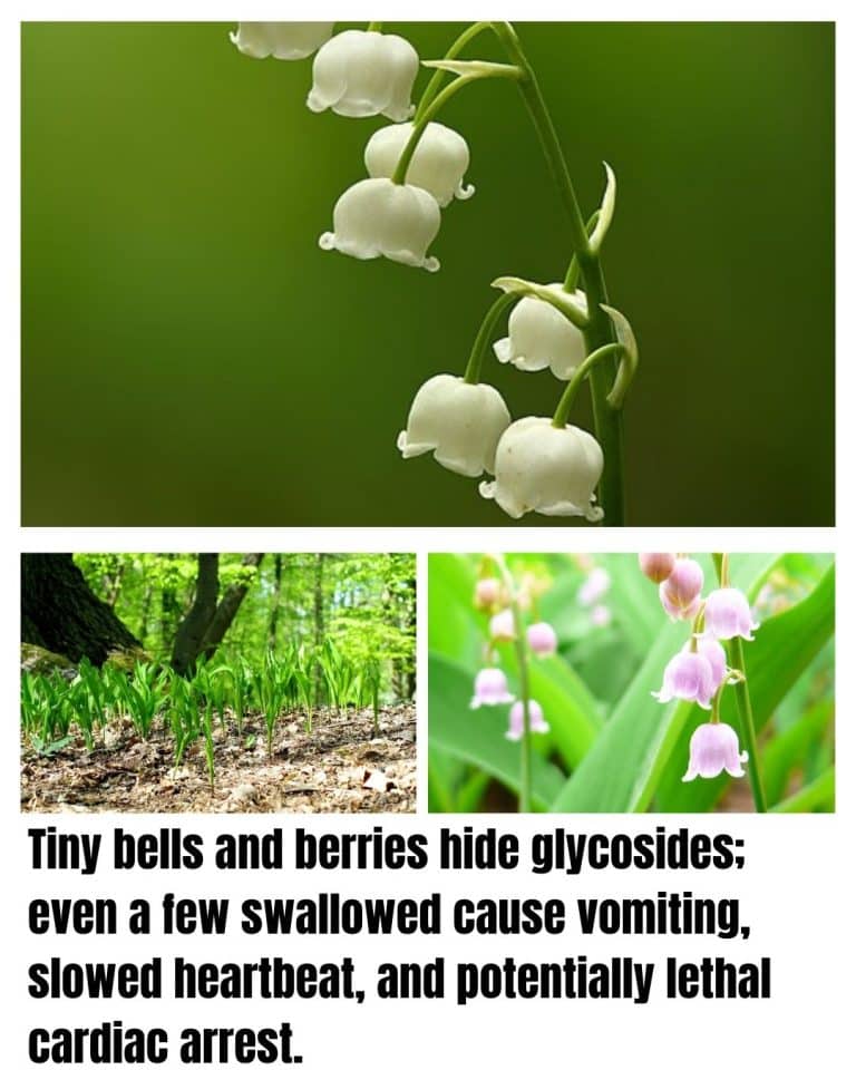 The 20 Most Toxic Plants Hiding in American Backyards – GFL Outdoors