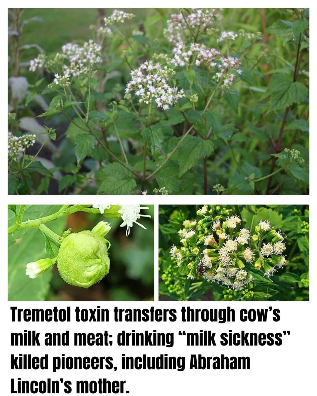 The 20 Most Toxic Plants Hiding in American Backyards – GFL Outdoors