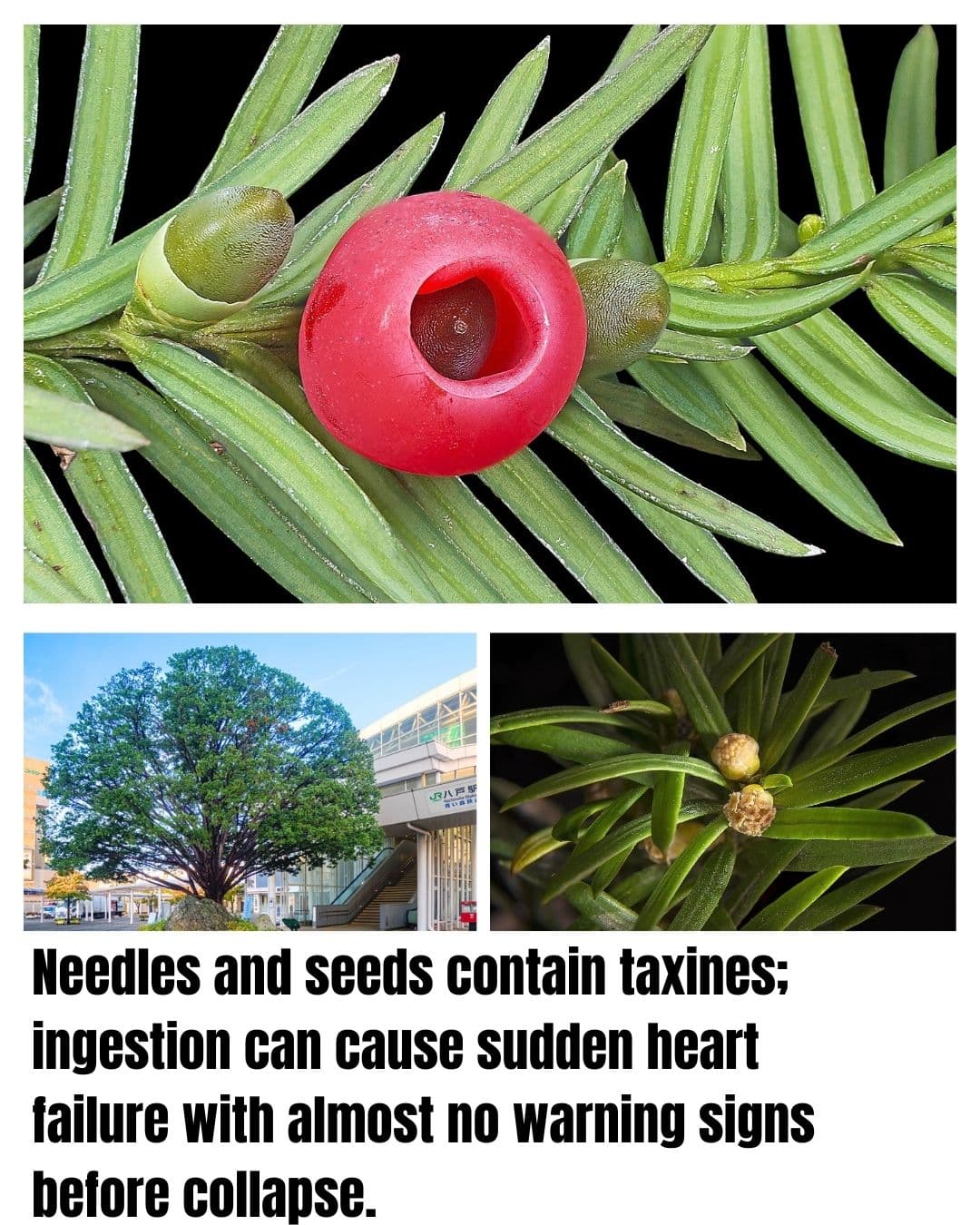 The 20 Most Toxic Plants Hiding in American Backyards – GFL Outdoors