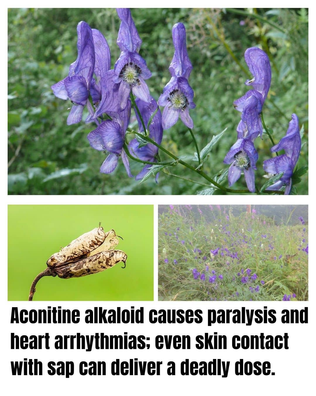 The 20 Most Toxic Plants Hiding in American Backyards – GFL Outdoors