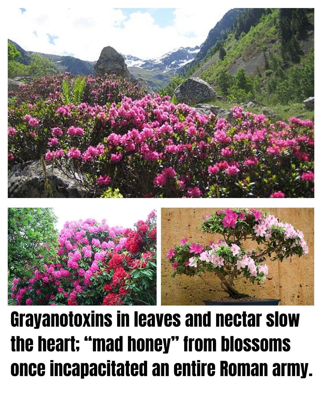 The 20 Most Toxic Plants Hiding in American Backyards – GFL Outdoors