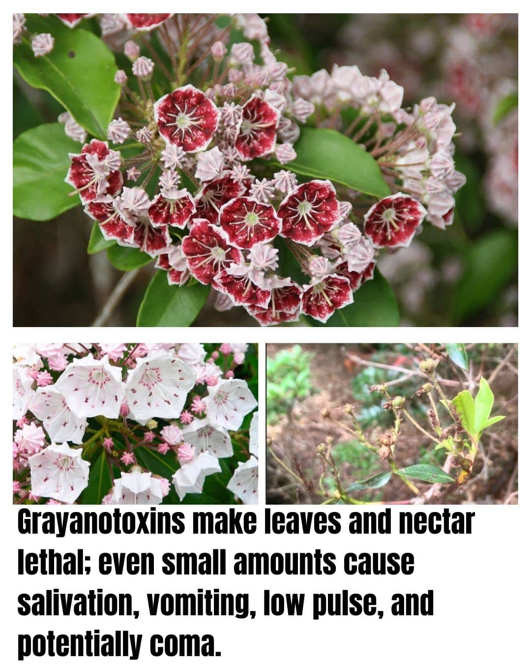 The 20 Most Toxic Plants Hiding in American Backyards - GFL Outdoors