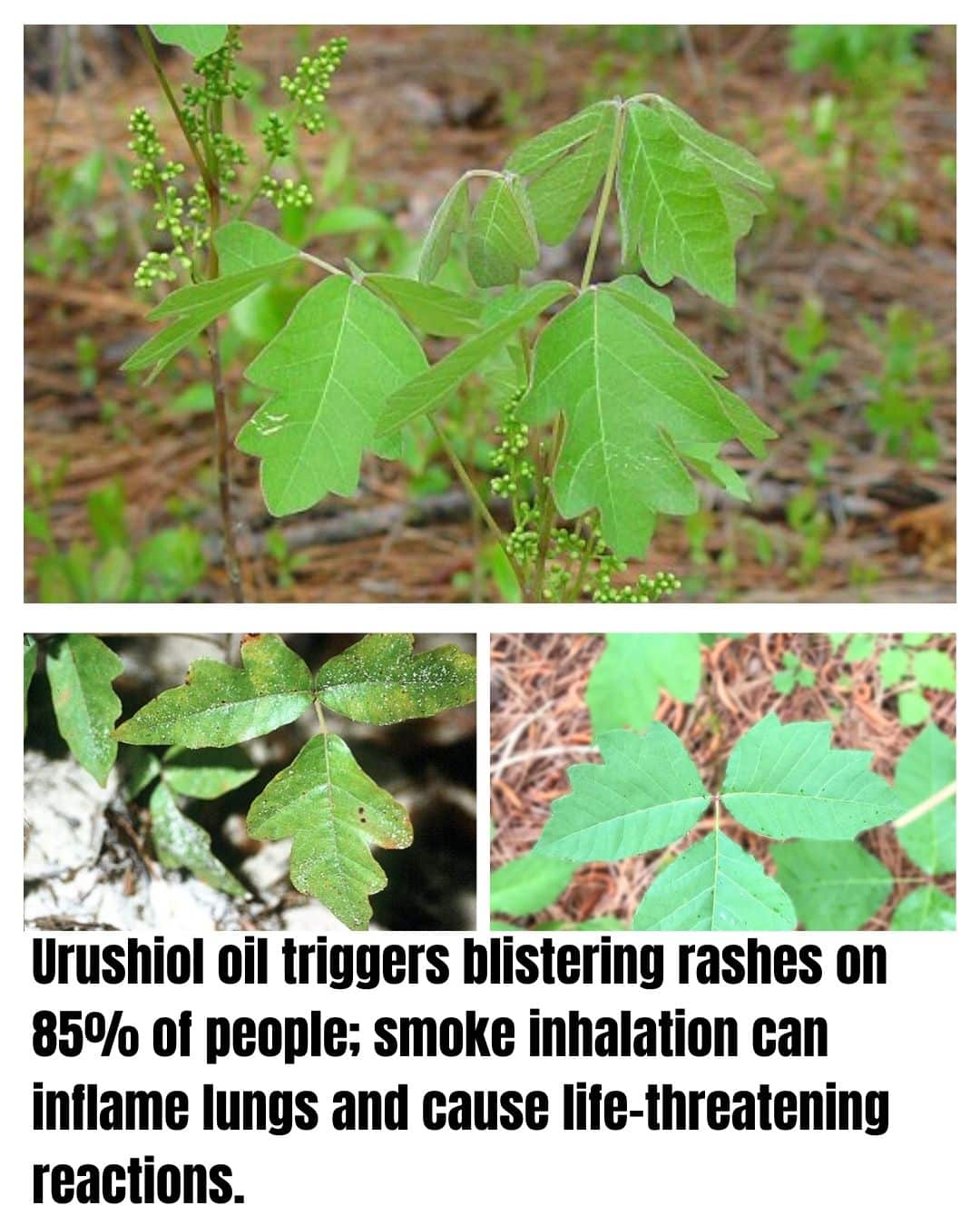 The 20 Most Toxic Plants Hiding in American Backyards – GFL Outdoors