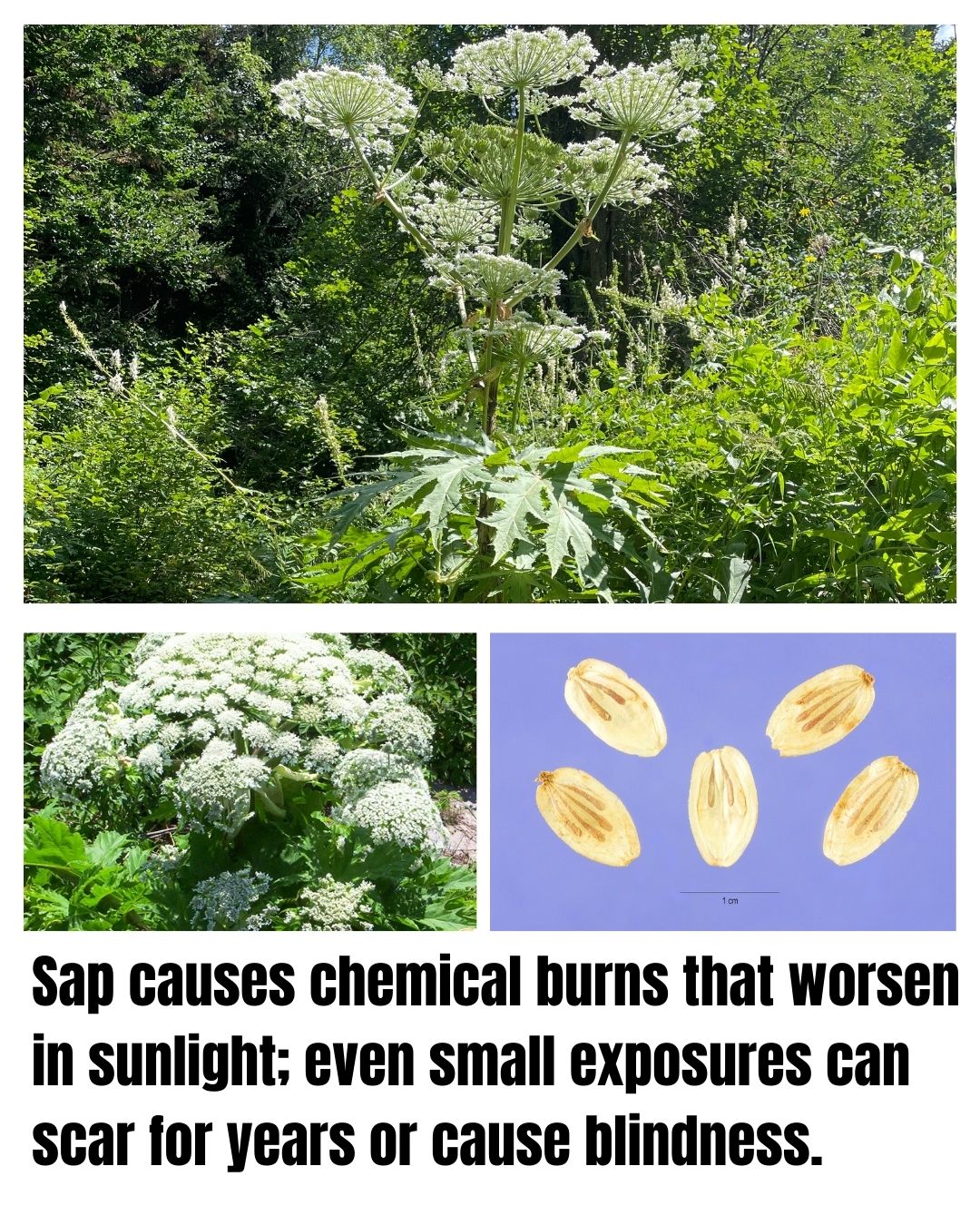 The 20 Most Toxic Plants Hiding in American Backyards – GFL Outdoors