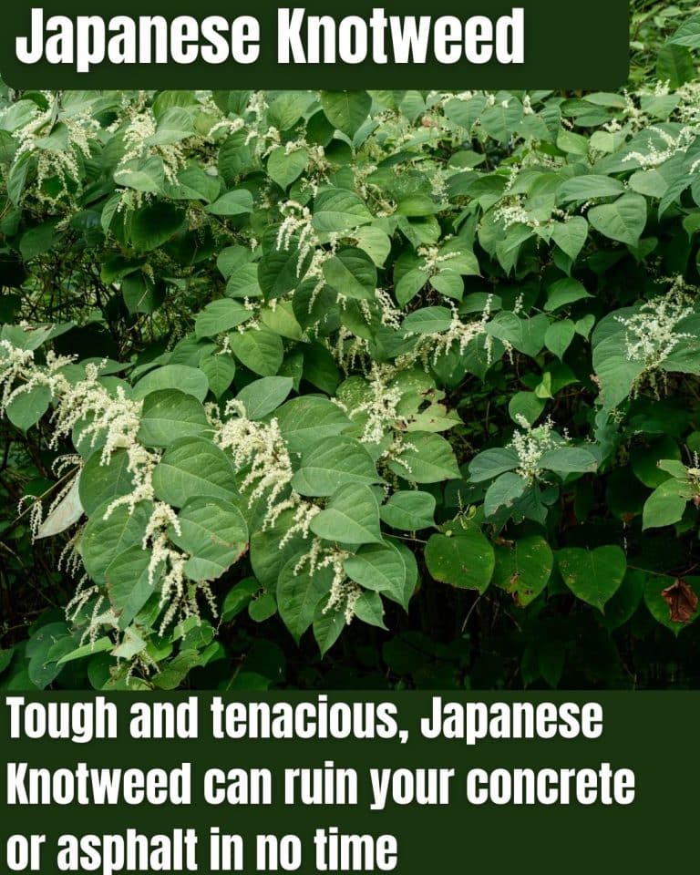 New Jersey's Top 25 Invasive Species You’ve Probably Seen (And Maybe ...