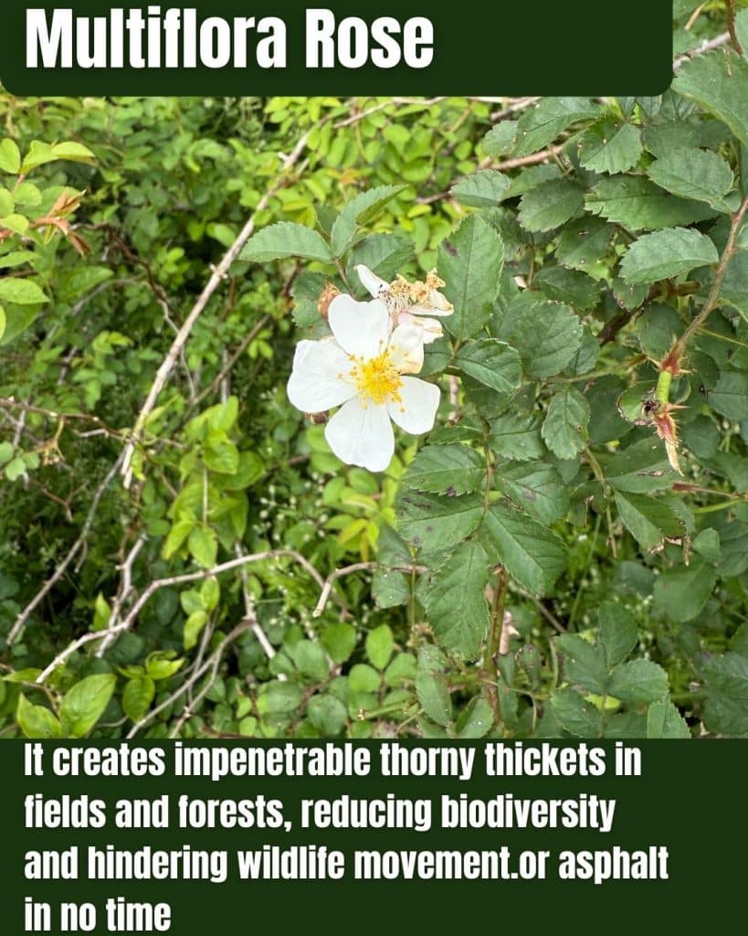 New Jersey’s Top 25 Invasive Species You’ve Probably Seen (And Maybe ...