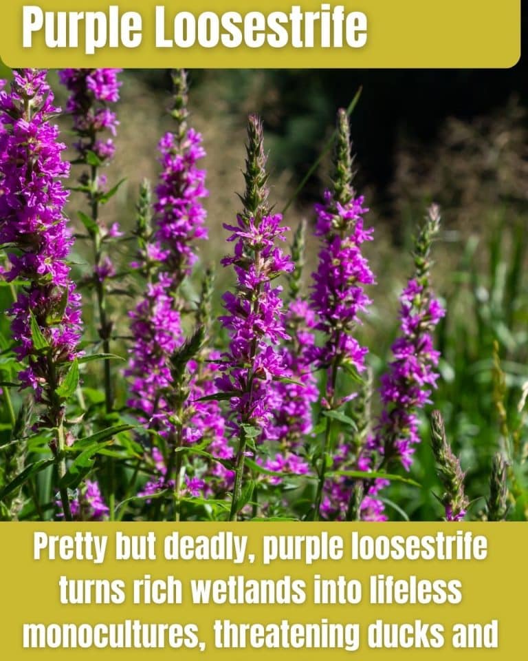 New Jersey’s Top 25 Invasive Species You’ve Probably Seen (And Maybe ...