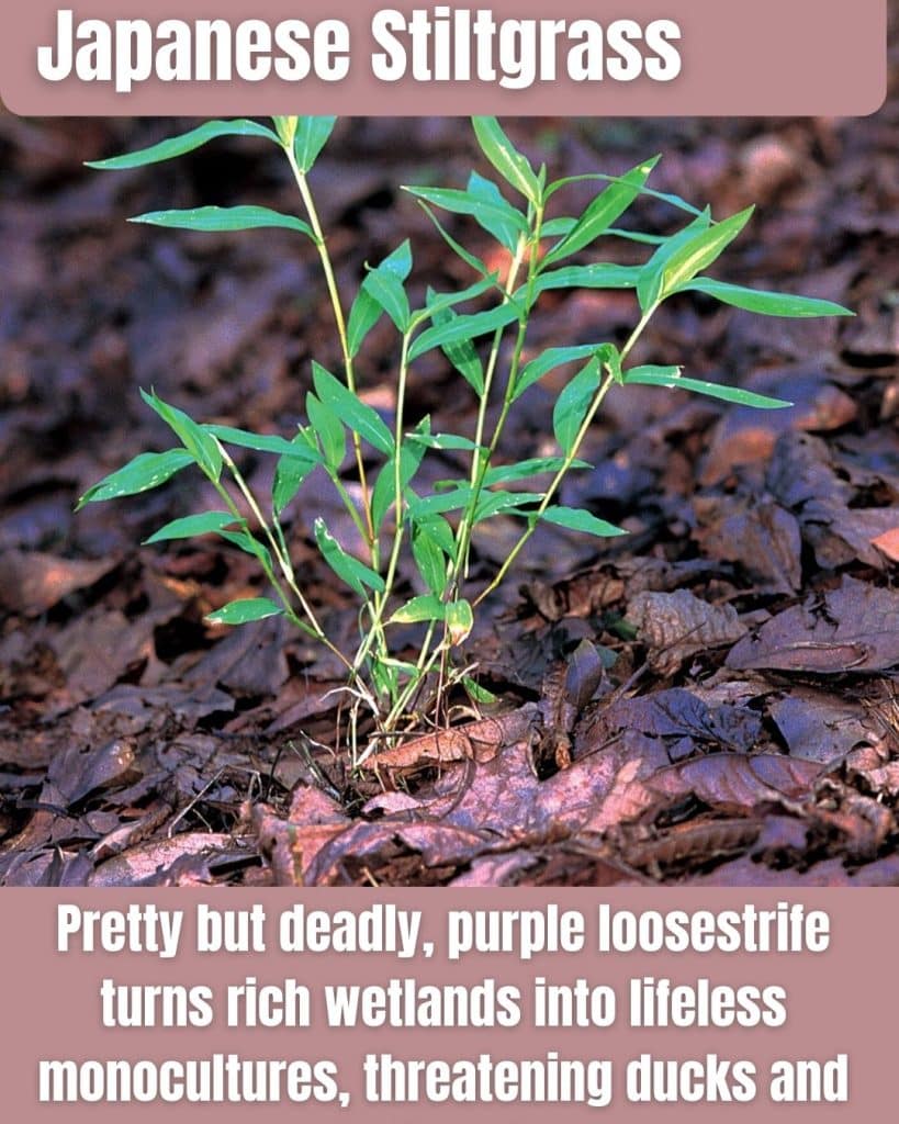 New Jersey’s Top 25 Invasive Species You’ve Probably Seen (And Maybe ...