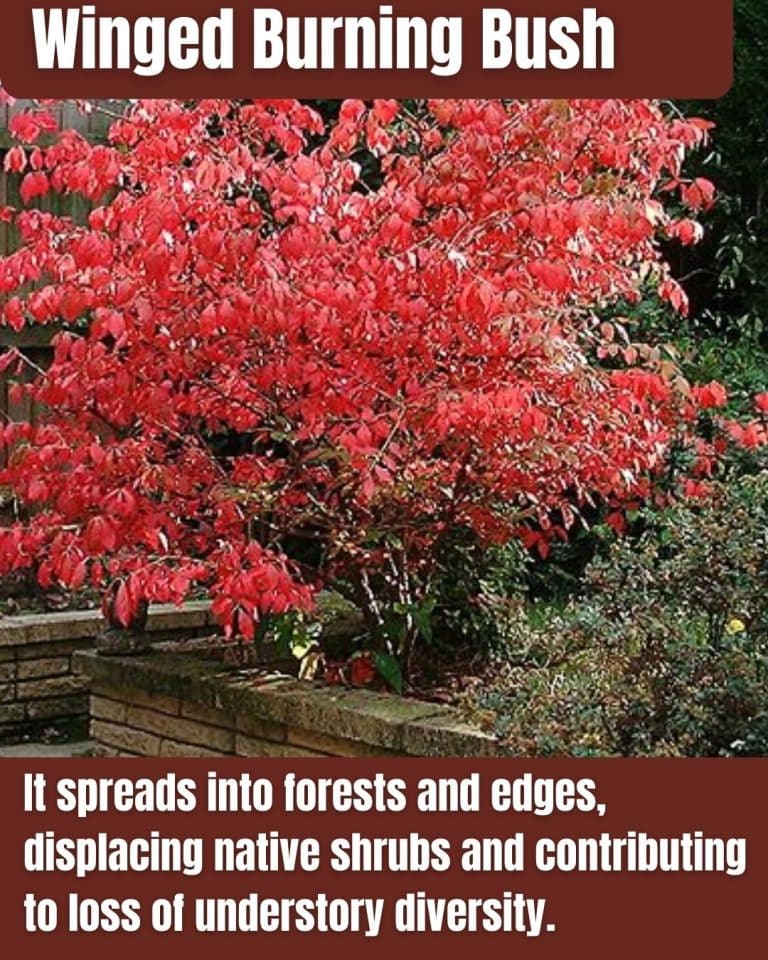 New Jersey’s Top 25 Invasive Species You’ve Probably Seen (And Maybe ...