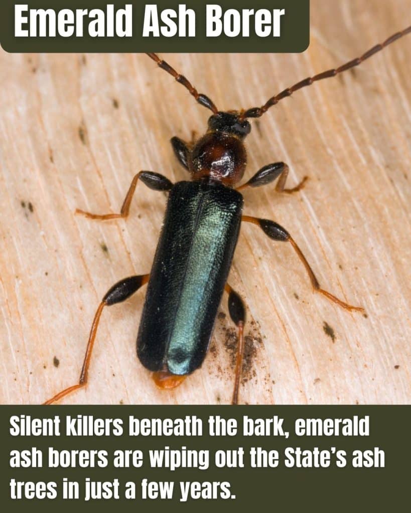 New Jersey's Top 25 Invasive Species You’ve Probably Seen (And Maybe ...