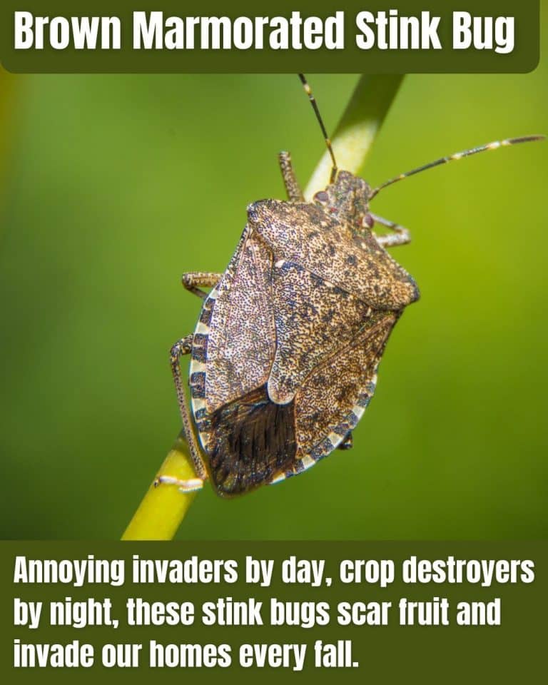New Jersey’s Top 25 Invasive Species You’ve Probably Seen (And Maybe ...