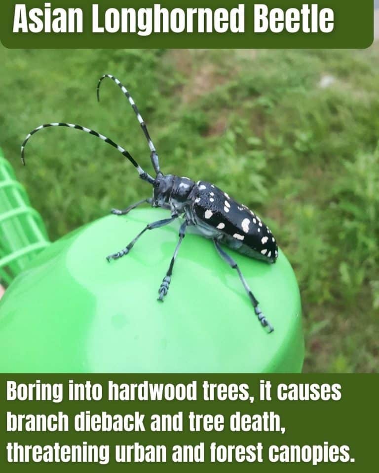New Jersey’s Top 25 Invasive Species You’ve Probably Seen (And Maybe ...