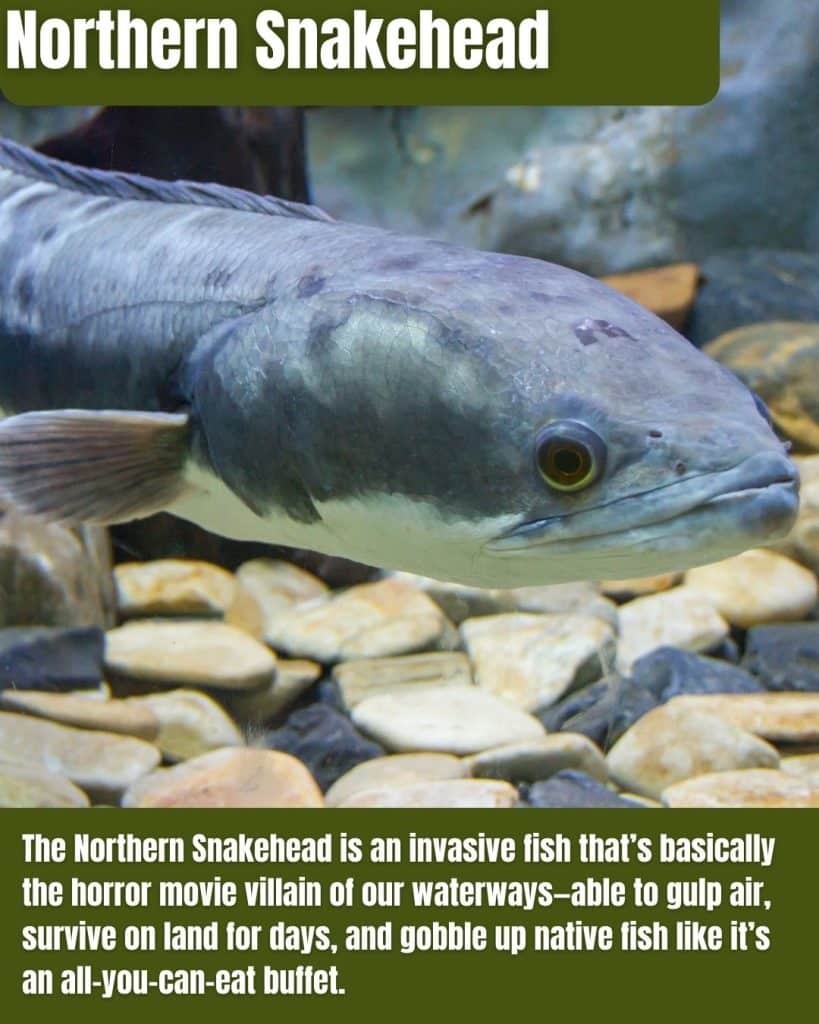 New Jersey’s Top 25 Invasive Species You’ve Probably Seen (And Maybe ...