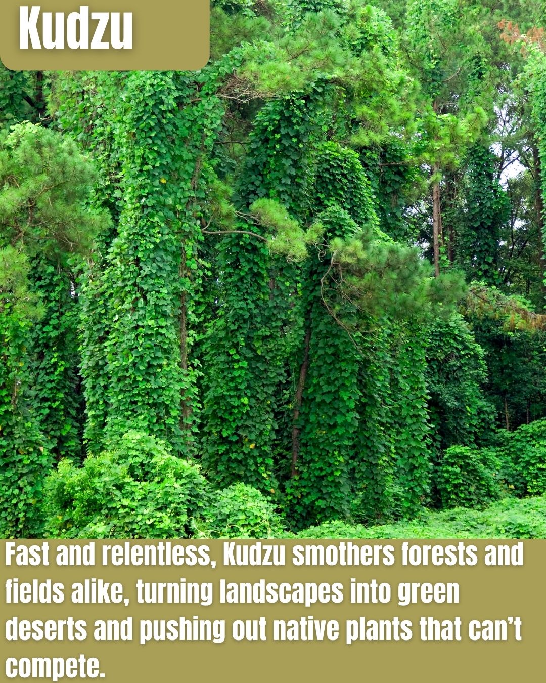 North Carolina’s Top 25 Invasive Species You’ve Probably Seen (And ...