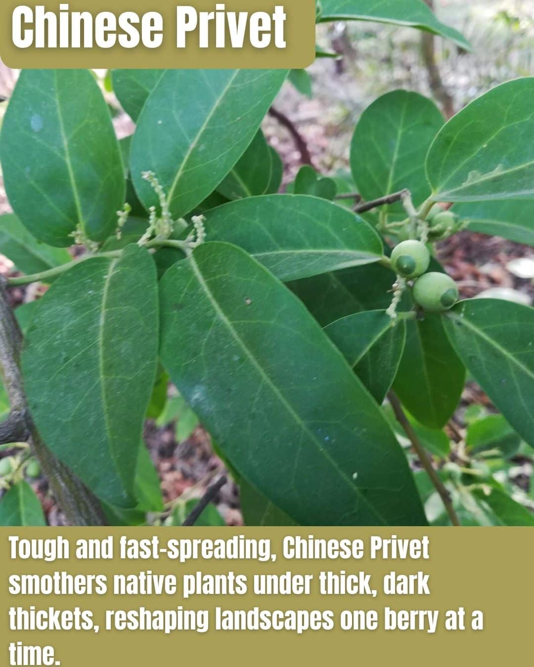North Carolina’s Top 25 Invasive Species You’ve Probably Seen (And ...