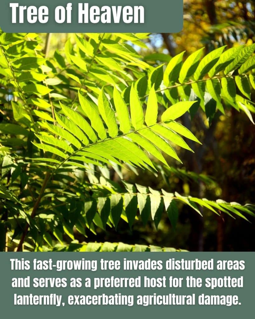 New Jersey’s Top 25 Invasive Species You’ve Probably Seen (And Maybe ...