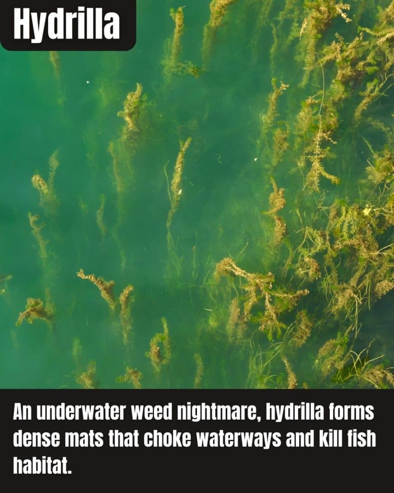 North Carolina’s Top 25 Invasive Species You’ve Probably Seen (And ...